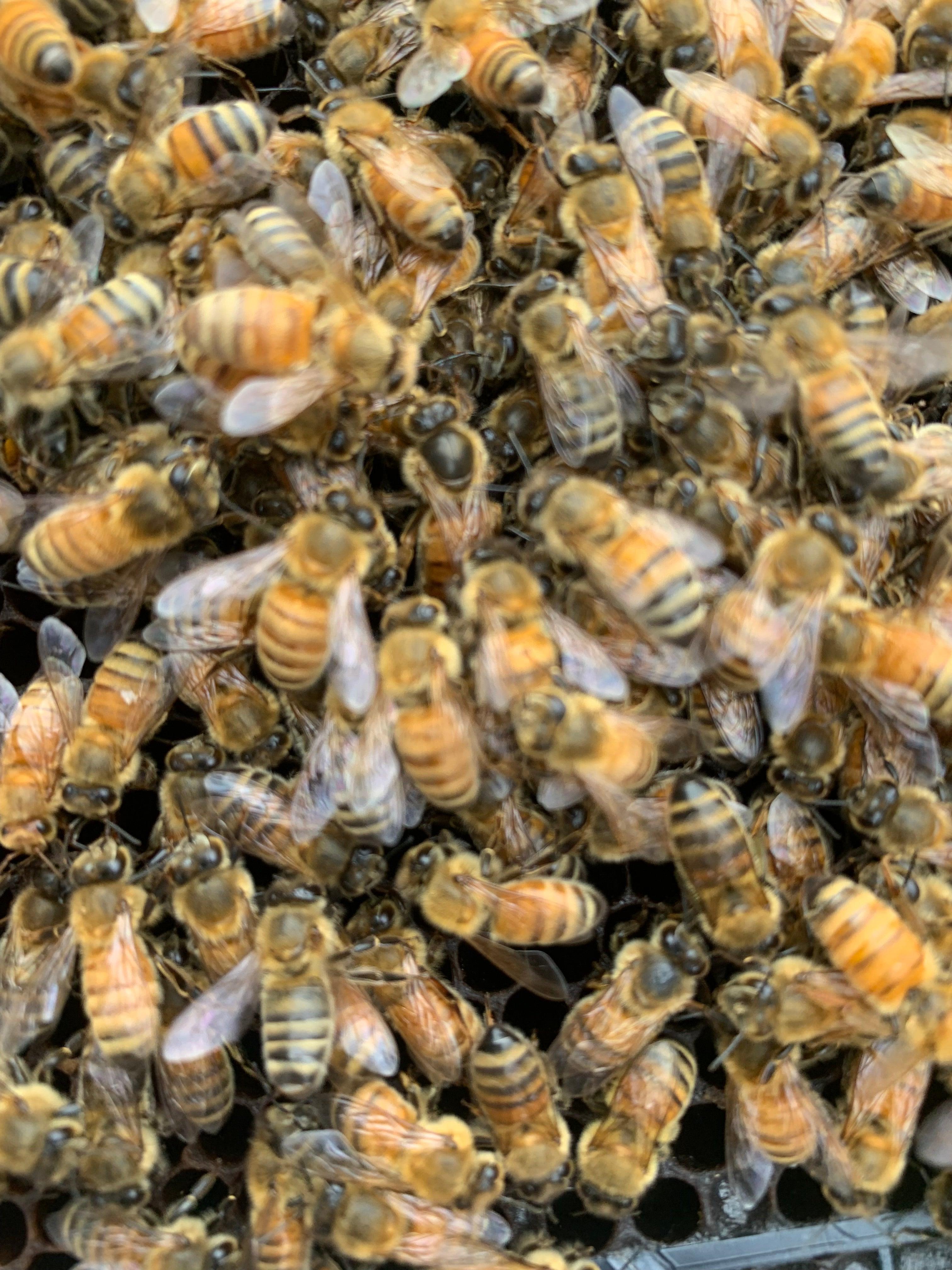 Local Bee farm that sells Queens Nucs Honey and Beekeeping Supplies ...