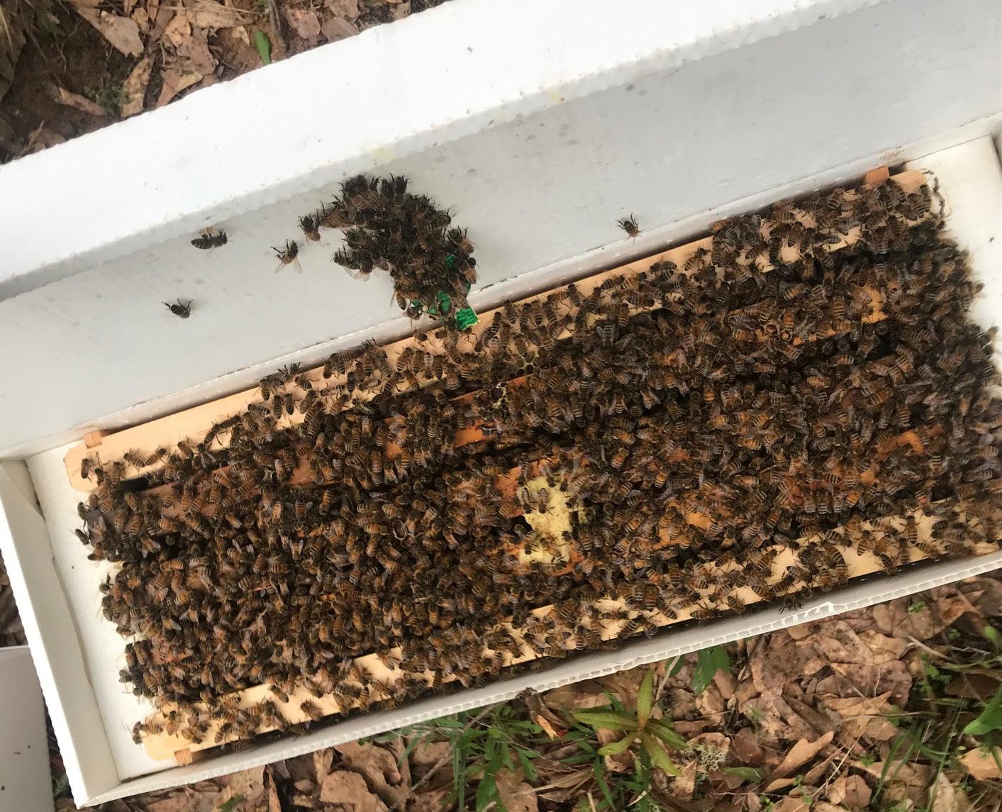 Five Frame NUC Colony – 4K Beez